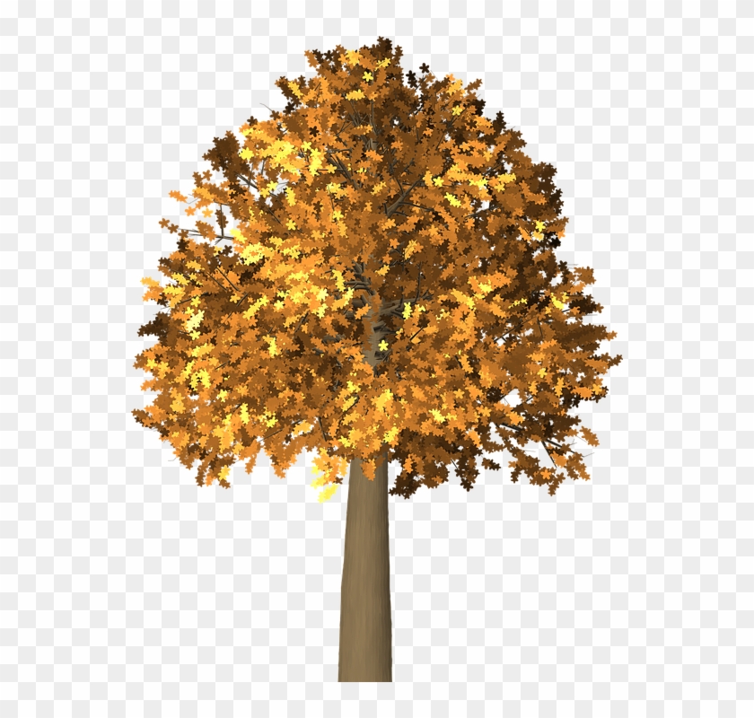 Baum Herbst Png, Transparent Png - 548x720 (#2305272) - PinPng