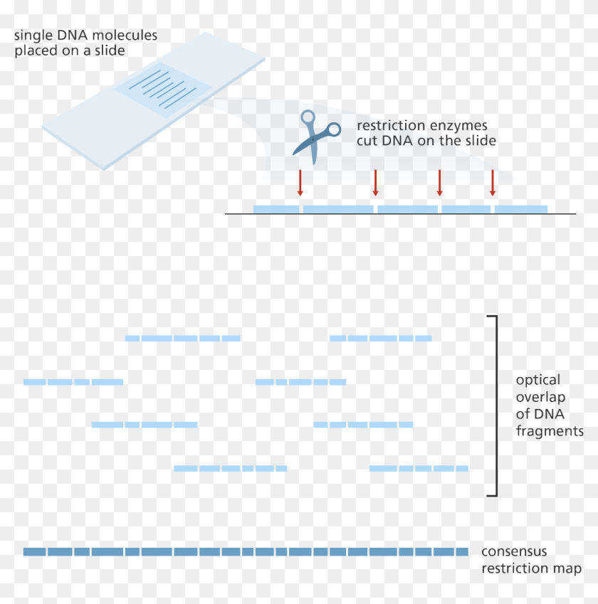 Optical Genome Mapping Hd Png Download 1200x1162 2696273 Pinpng