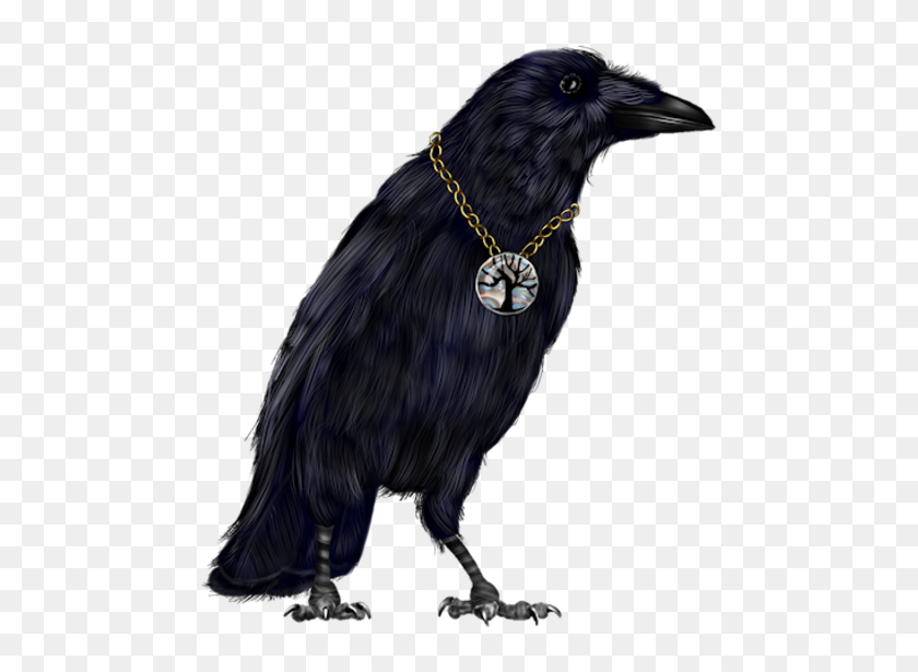 Crows Sticker American Crow Hd Png Download 500x572 2993348 Pinpng