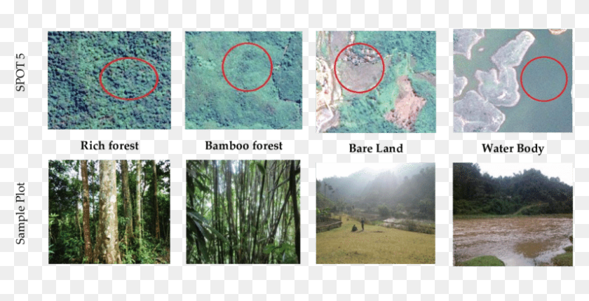Example Of Some Objects In Object Based Classification Thuya Hd Png 0188