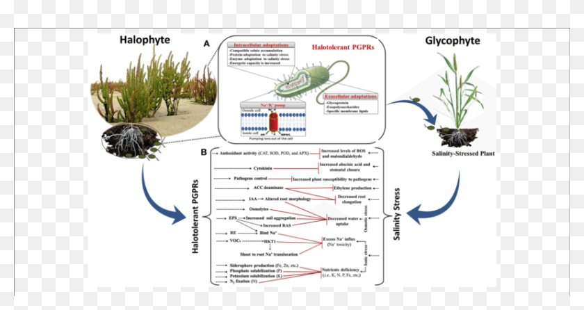 Schematic Overview Of The Mechanisms Developed By Halotolerant ... Schematic Overview Of The Mechanisms Developed By Halotolerant ...