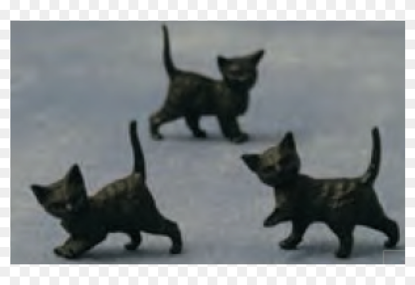 Domestic Short-haired Cat, HD Png Download - 800x800 (#4775992) - PinPng Domestic Short-haired Cat, HD Png Download - 800x800 (#4775992) - PinPng