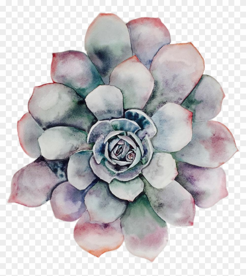 Main Succulent, HD Png Download - 944x1017 (#491558) - PinPng Main Succulent, HD Png Download - 944x1017 (#491558) - PinPng