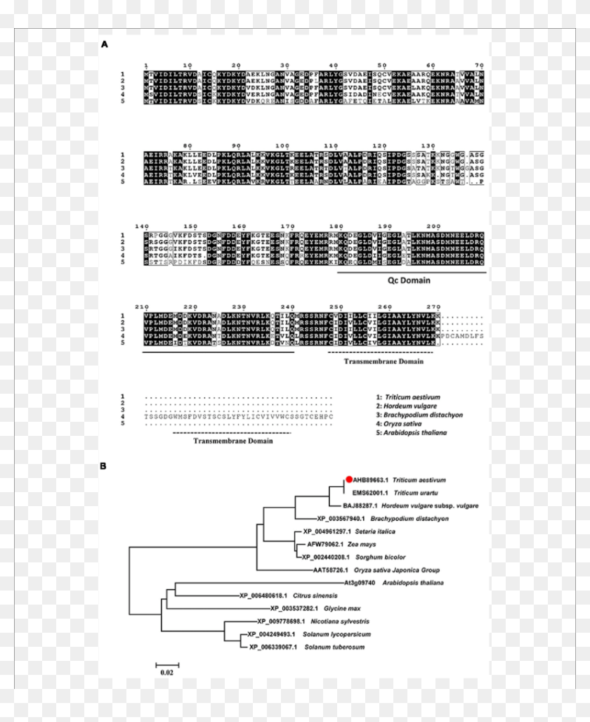 Multiple Sequence Alignment And Phylogenetic Analysis - Monochrome, HD Png Download - 850x999 ...