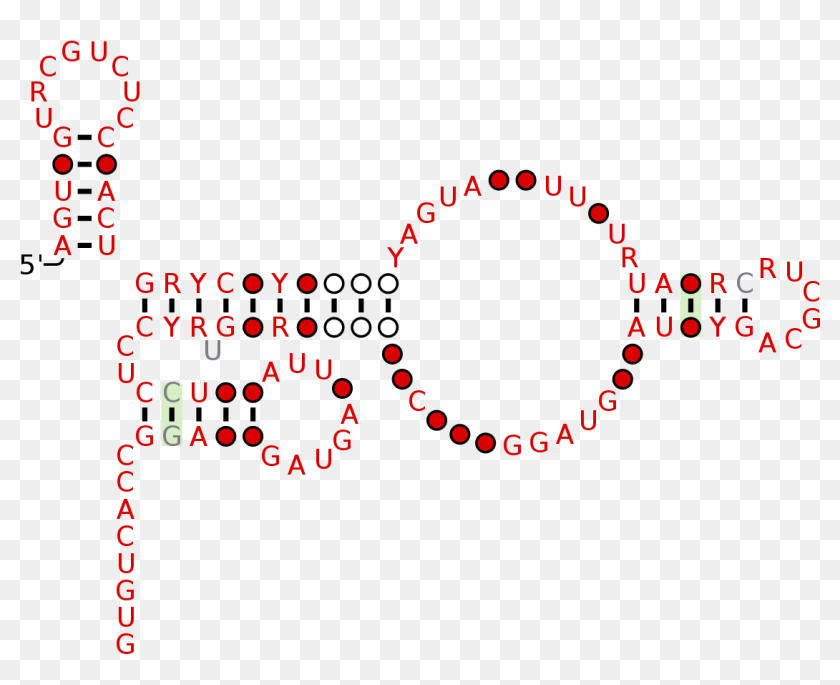 Saliva Tongue 1 Rna Motif Circle Hd Png Download 1200x985 5878901 Pinpng