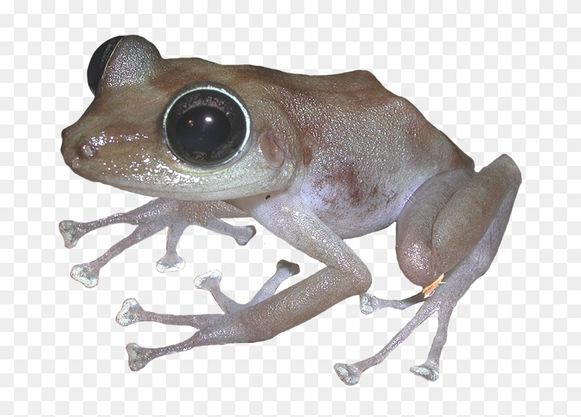 Crazy Frog Png - Eastern Spadefoot, Transparent Png - 678x523 (#6222471 ... Crazy Frog Png - Eastern Spadefoot, Transparent Png - 678x523 (#6222471 ...