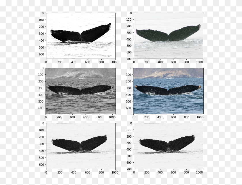 Color Bgr2rgb) Y.imshow(img) Y = Fig.add Subplot(len(common - Humpback ... Color Bgr2rgb) Y.imshow(img) Y = Fig.add Subplot(len(common - Humpback ...
