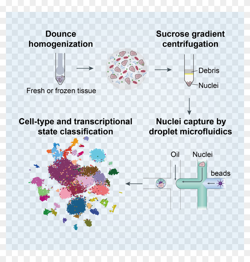 Advanced Gene Search - Single Nuclei Rna Seq, HD Png Download - 800x800 ... Advanced Gene Search - Single Nuclei Rna Seq, HD Png Download - 800x800 ...